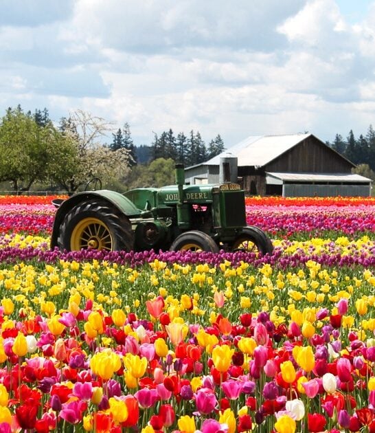 dreamy tulip farm oregon ftr