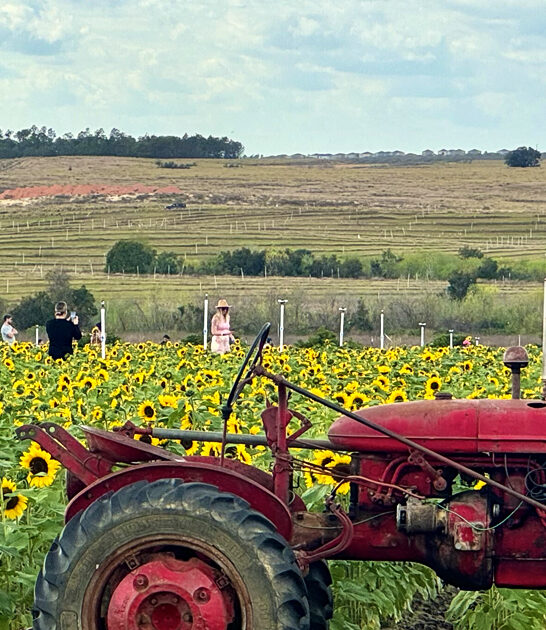 florida postcard worthy farm ftr