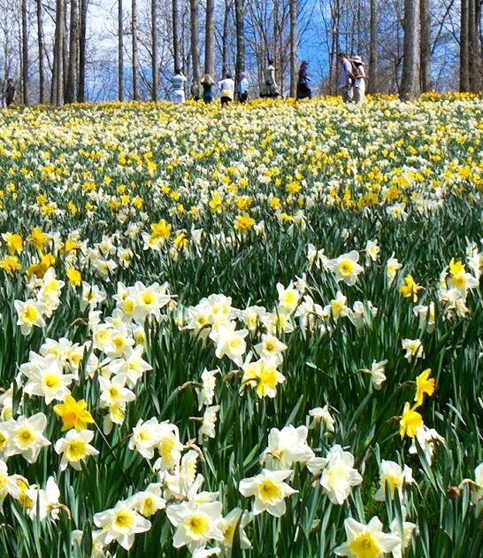 georgia dreamy botanical garden ftr