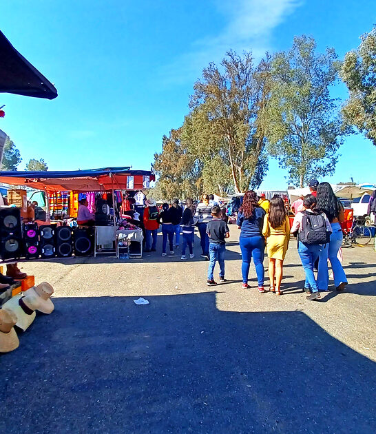 massive flea california treasures ftr