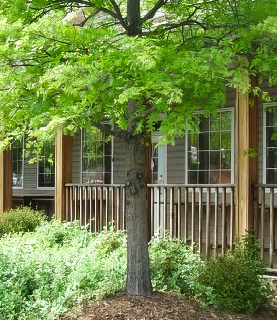 north carolina people chicken ftr