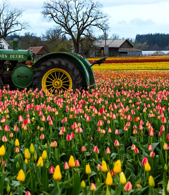 oregon dreamy tulip farm ftr