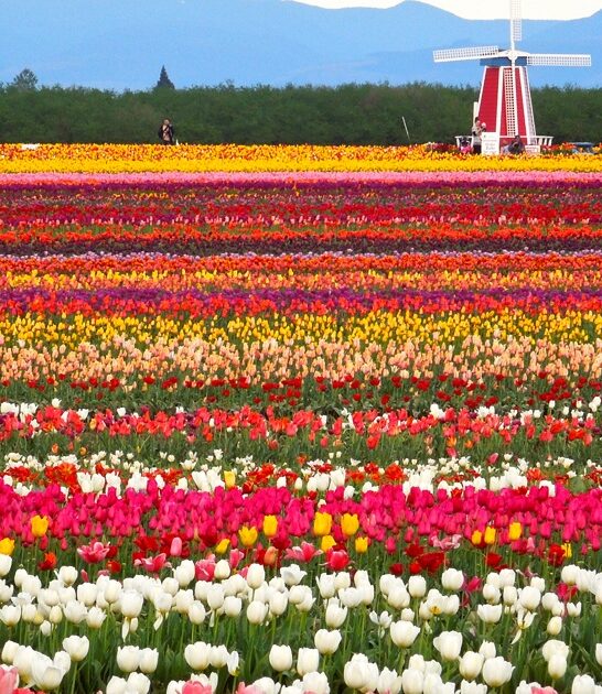 oregon postcard tulip farm ftr