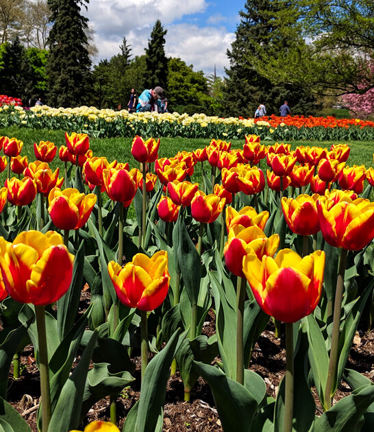 pennsylvania postcard botanical garden ftr