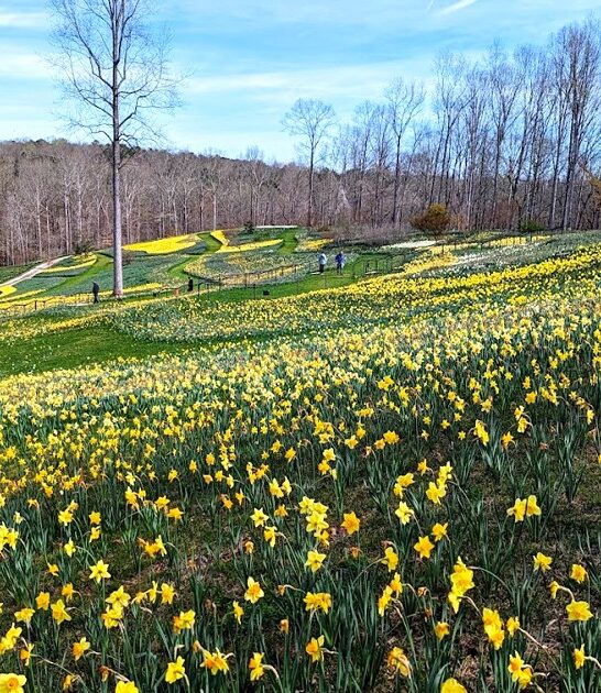 stunning botanical garden georgia ftr