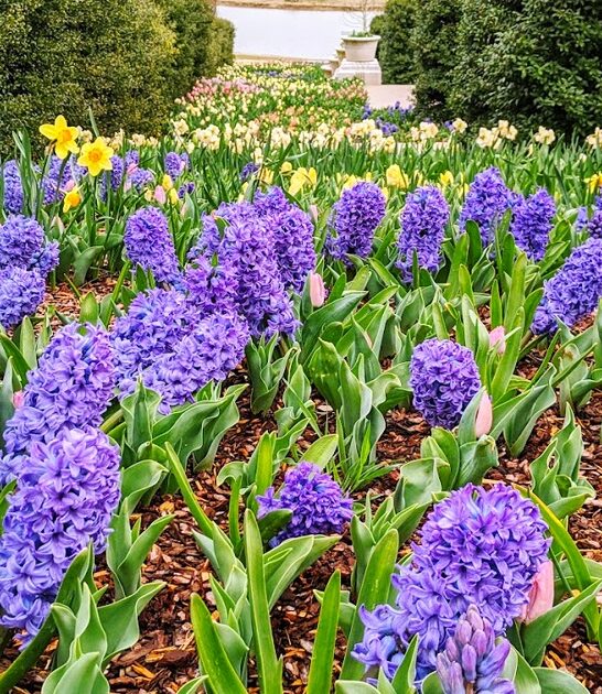 stunning botanical garden oklahoma ftr