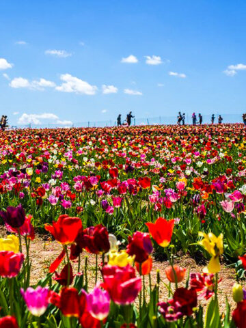 The Dreamy Flower Farm In Virginia You Need To Explore This Spring