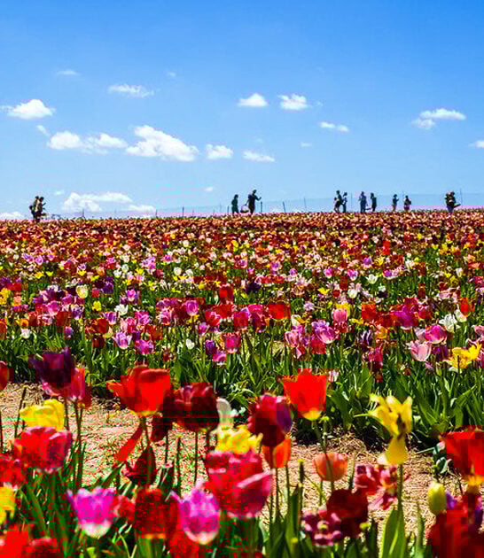 stunning flower farm virginia ftr