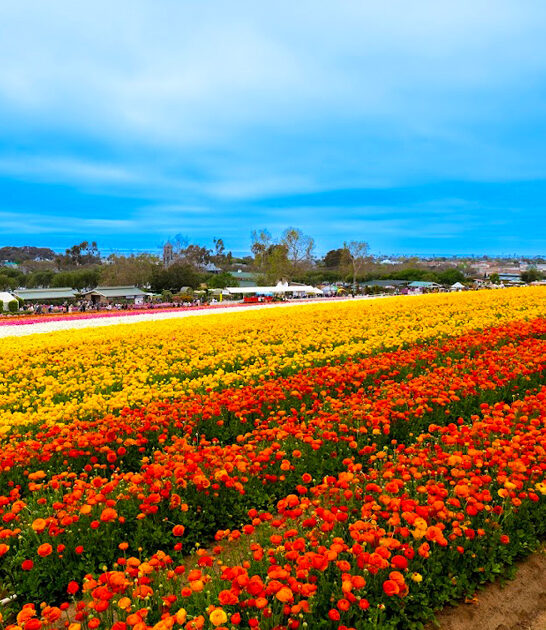 stunning flower field california ftr