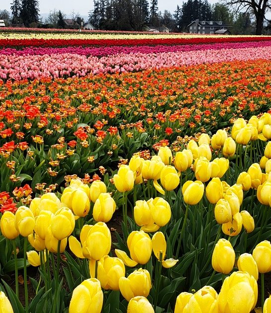 stunning tulip farm oregon ftr