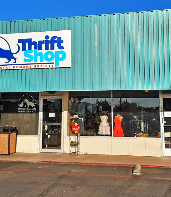 thrift store california wonderland ftr