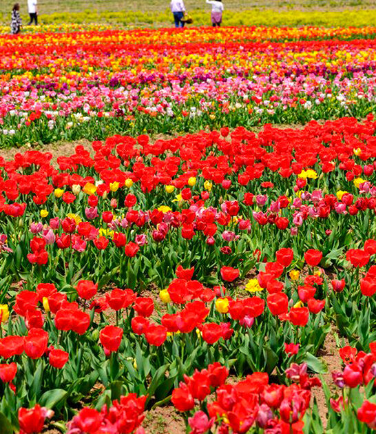 virginia dreamy flower farm ftr