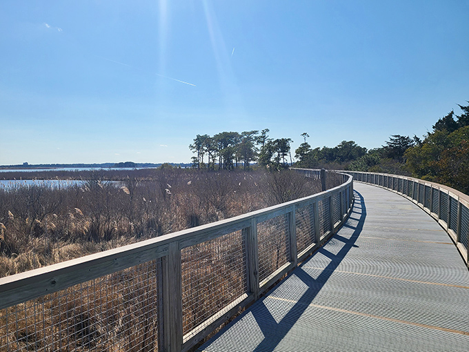 The elevated boardwalk stretches into the distance like a runway to nature's greatest show, inviting explorers of all abilities to venture deeper into Cape Henlopen's wild beauty.