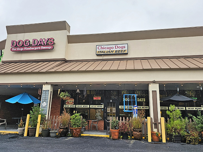 The unassuming storefront belies the culinary magic within. Dog Days sits quietly in a strip mall, like Clark Kent before ducking into a phone booth.