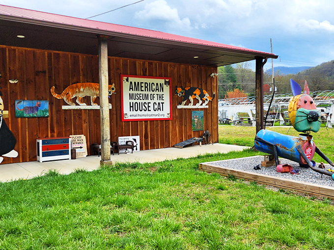 The unassuming wooden exterior of the American Museum of the House Cat beckons curious travelers like a feline sunning spot attracts neighborhood cats.