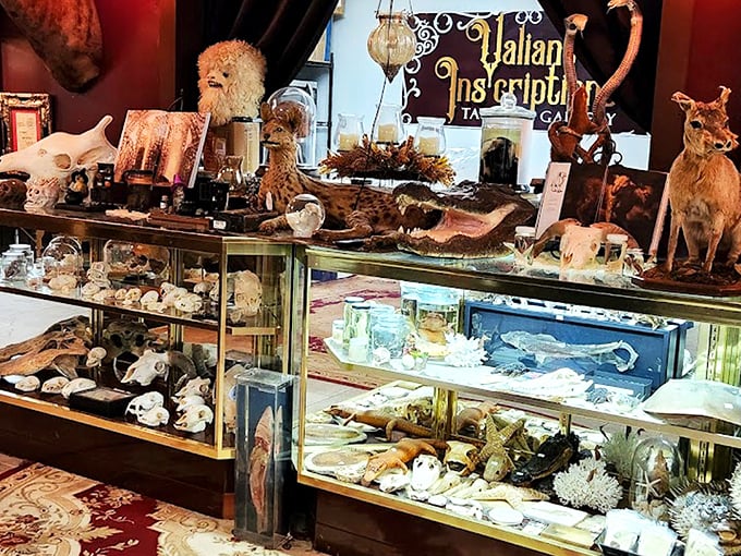 The understated storefront of Valiant Inscript houses Dark and Deviant Oddities, where Asheville's most fascinating collection beckons curious minds from behind elegant gold lettering. 