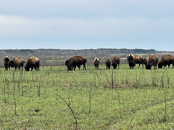 Wild bison roam freely across the tallgrass prairie, a scene unchanged since Lewis and Clark's time. Nature's original lawn mowers at work.