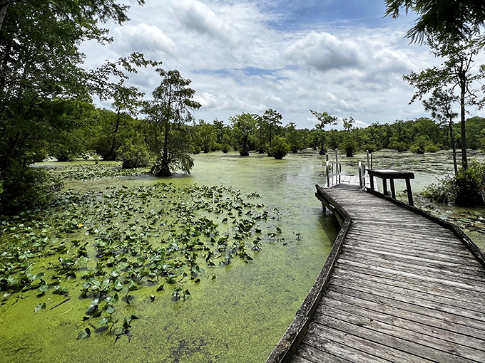 A wooden boardwalk stretches into emerald-green duckweed, inviting exploration while a visitor pauses to soak in the primordial beauty of cypress sentinels standing guard. 