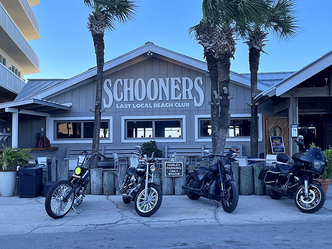 Schooners proudly declares itself "The Last Local Beach Club," where motorcycles park out front like loyal patrons waiting for their seafood fix.