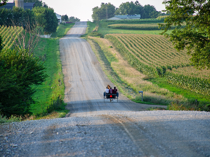 A horse-drawn buggy travels down a country road flanked by cornfields &ndash; the quintessential Kalona postcard moment that no Instagram filter could improve.