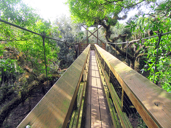 The suspended walkway stretches ahead like nature's welcome mat, inviting you to step into a world where trees, not humans, make the rules.