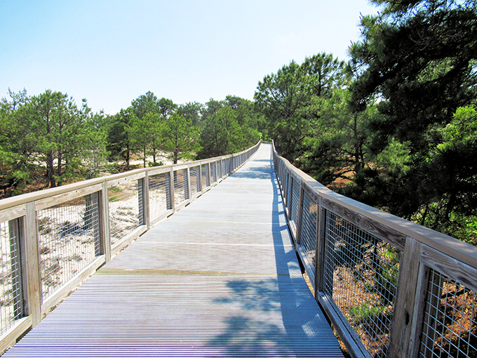 The elevated boardwalk stretches into the distance like a runway to nature's greatest show, inviting explorers of all abilities to venture deeper into Cape Henlopen's wild beauty.