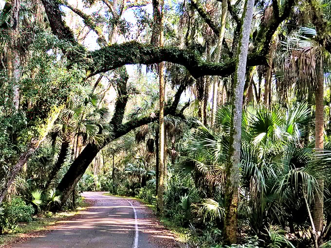 Nature's cathedral awaits as ancient oaks form a perfect archway over the park's main road, creating a dramatic entrance worthy of a standing ovation.