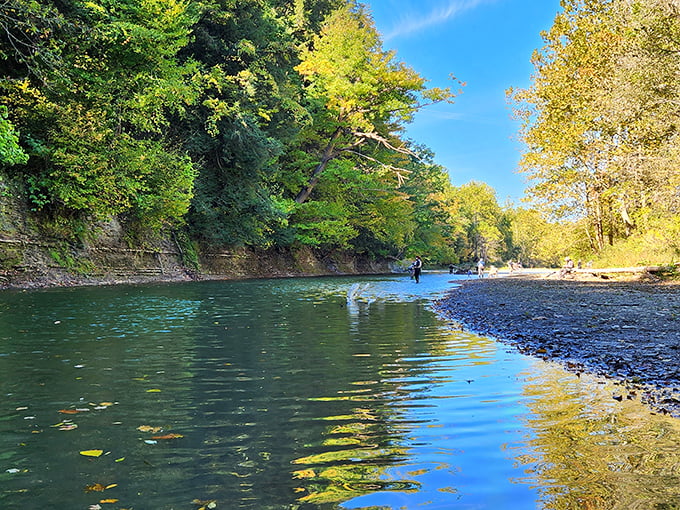 Nature's cathedral awaits at Erie Bluffs, where sunlight filters through ancient trees creating a dappled pathway into Pennsylvania's wild heart.