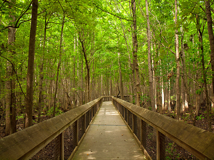 Welcome to nature's VIP lounge! This boardwalk through the swamp is like a red carpet for adventurers, minus the paparazzi and plus a few curious critters.
