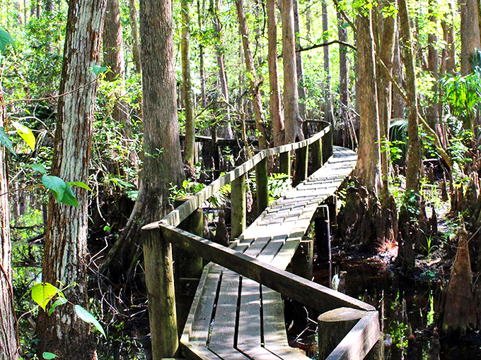 Nature's cathedral awaits as ancient oaks form a perfect archway over the park's main road, creating a dramatic entrance worthy of a standing ovation.