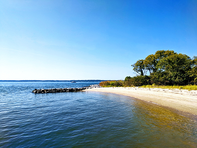 The shoreline of St. Clement's Island offers a pristine beach experience where history meets natural beauty. Maryland's birthplace comes with waterfront views that rival any Caribbean postcard.