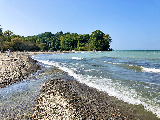 Nature's cathedral awaits at Erie Bluffs, where sunlight filters through ancient trees creating a dappled pathway into Pennsylvania's wild heart.