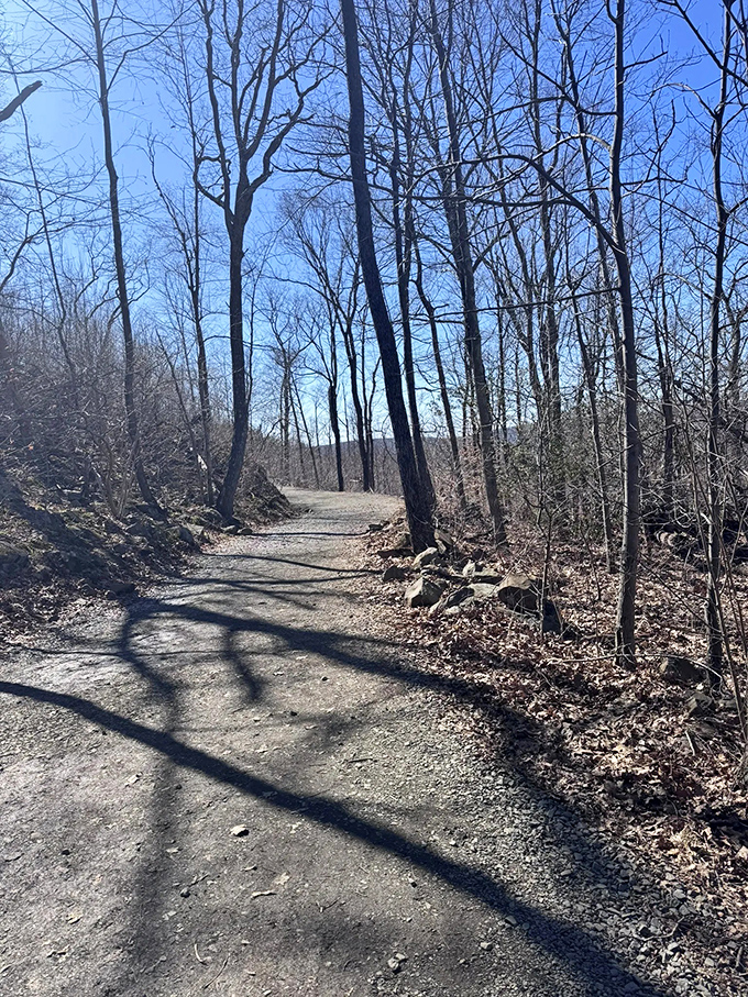 Fall's golden touch transforms the Tower Trail into nature's runway, where even the most casual hiker becomes a woodland fashionista.