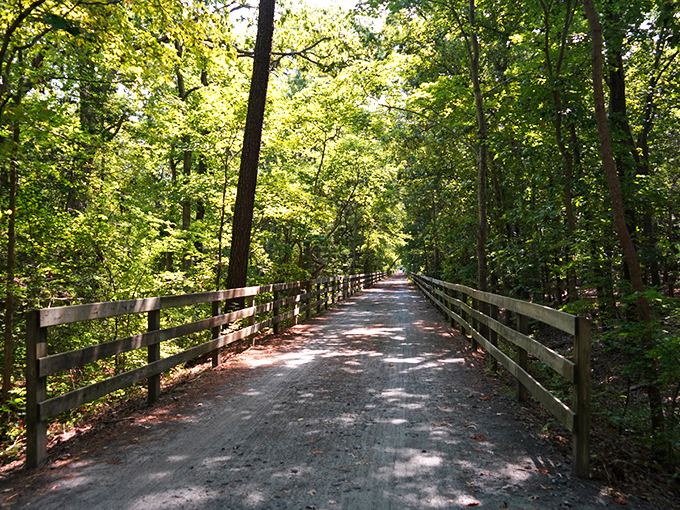 Nature's perfect tunnel vision awaits on the Junction & Breakwater Trail, where sunlight filters through leaves like nature's own stained glass.