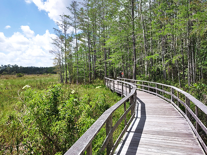 The boardwalk stretches into the distance like nature's red carpet, inviting you to explore the pristine wilderness of Corkscrew Swamp.