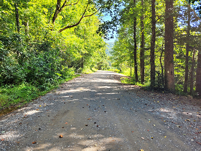 The path less traveled often leads to the best stories. This gravel road through Cherry Log's verdant forest is nature's red carpet to the main event.