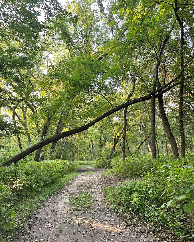 The path less traveled becomes the memory most treasured. Dappled sunlight plays across this inviting trail, nature's red carpet rolled out just for you.
