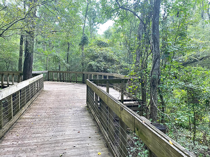 The suspension bridge at Tickfaw beckons like a portal to another world, where the only decision is whether to cross it or photograph it first. 