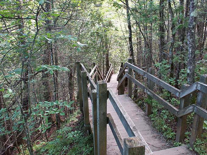 Wooden boardwalks wind through Michigan's emerald cathedral. Nature's version of the yellow brick road, minus the singing munchkins and flying monkeys.