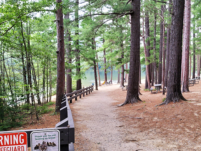 Towering pines create nature's perfect colonnade along Echo Lake's shoreline, where sandy paths and peaceful waters meet in perfect harmony.