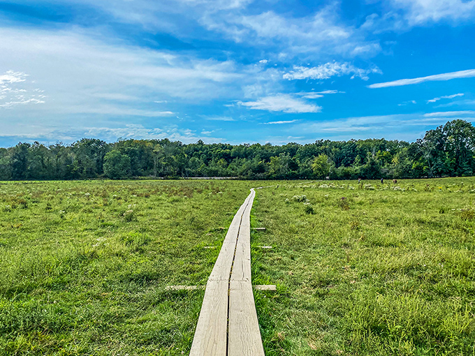 The boardwalk zigzags through tall cattails like nature's yellow brick road, inviting you to follow wherever it leads.
