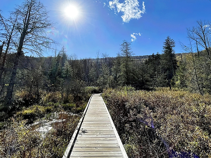 The wooden pathway stretches toward infinity, inviting you to discover what lies beyond that sun-drenched horizon. Nature's red carpet awaits.