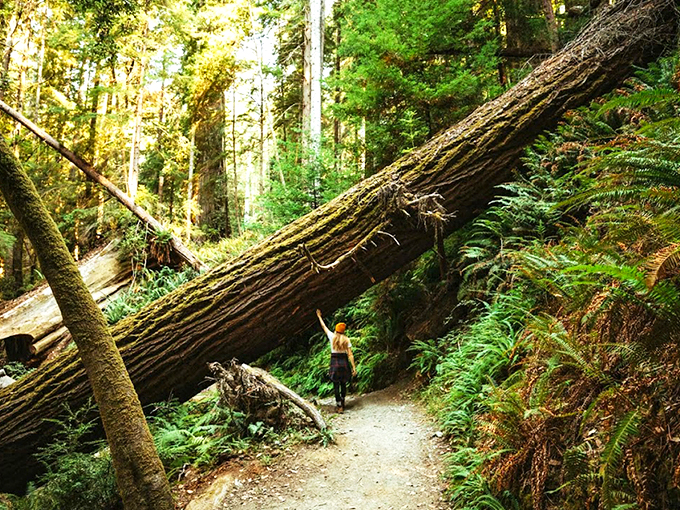 Nature's ultimate game of limbo! This fallen giant creates a dramatic archway along the trail, inviting hikers to experience the forest from a whole new perspective.
