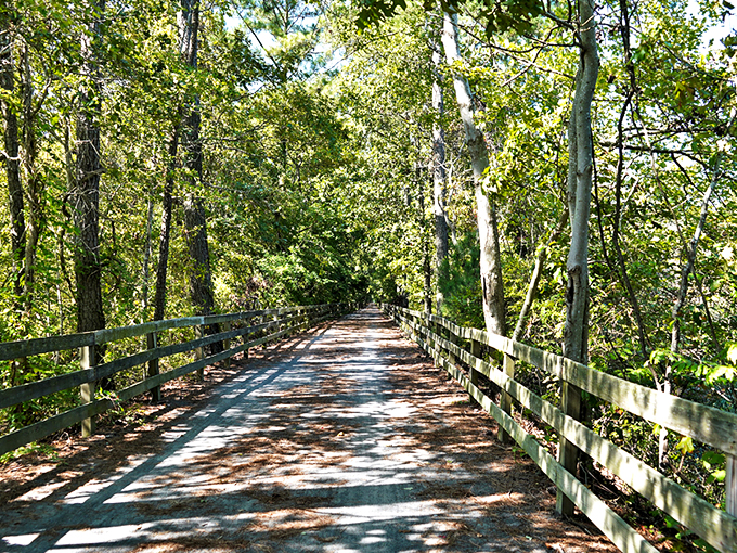 Nature's perfect tunnel vision awaits on the Junction & Breakwater Trail, where sunlight filters through leaves like nature's own stained glass.