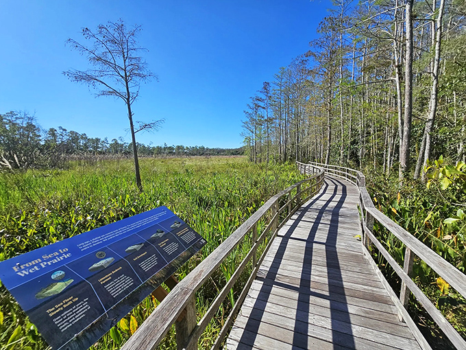 The boardwalk stretches into the distance like nature's red carpet, inviting you to explore the pristine wilderness of Corkscrew Swamp.
