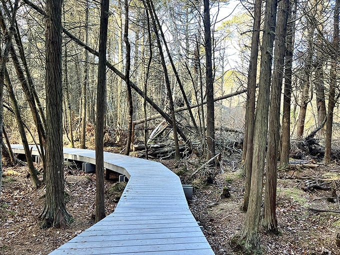 The path opens to reveal the Atlantic's vast blue expanse&mdash;a perfect reward after your forest wanderings through this Cape Cod gem. 