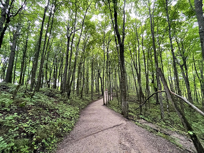 Wooden boardwalks wind through Michigan's emerald cathedral. Nature's version of the yellow brick road, minus the singing munchkins and flying monkeys.