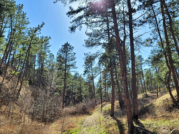 Nature's perfect contradiction: endless sky meets intimate trail. Nebraska's Pine Ridge area proves flat stereotypes wrong with every rolling hill.