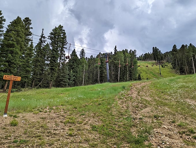 The trail beckons with its gentle curves and verdant embrace, promising adventure without demanding Olympic-level stamina.