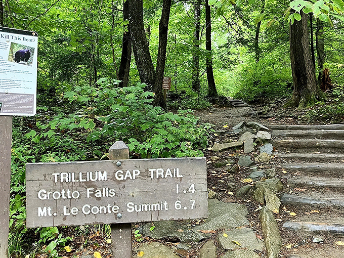 Nature's perfect symphony in motion - rushing water carving through ancient stone as sunlight filters through a green canopy. Tennessee's Great Smoky Mountains at their most poetic.